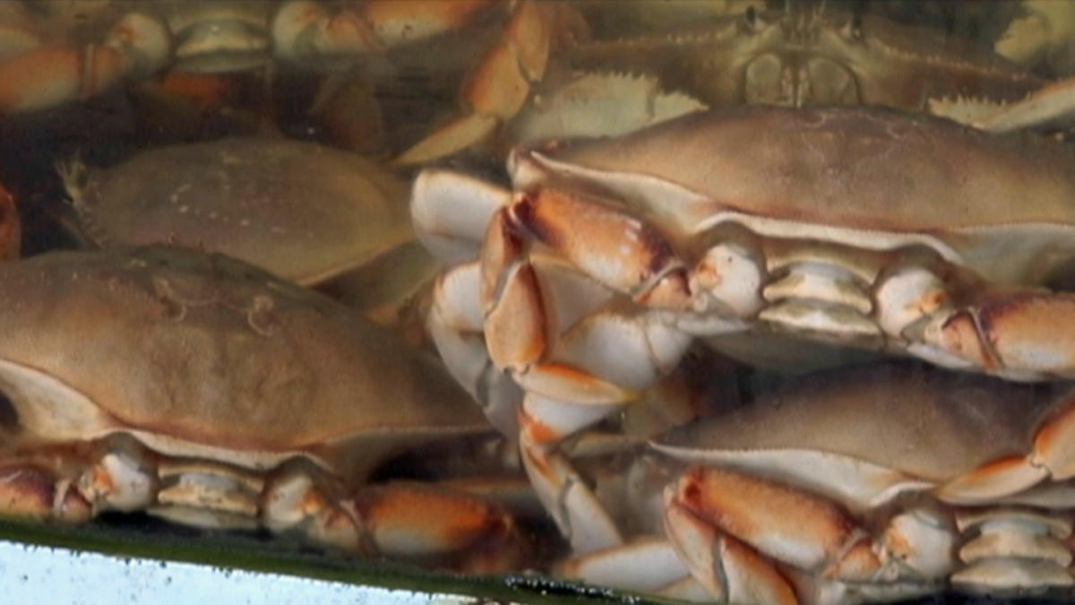 Dungeness Crab Season Delayed for Fourth Year in a Row – NBC Bay Area