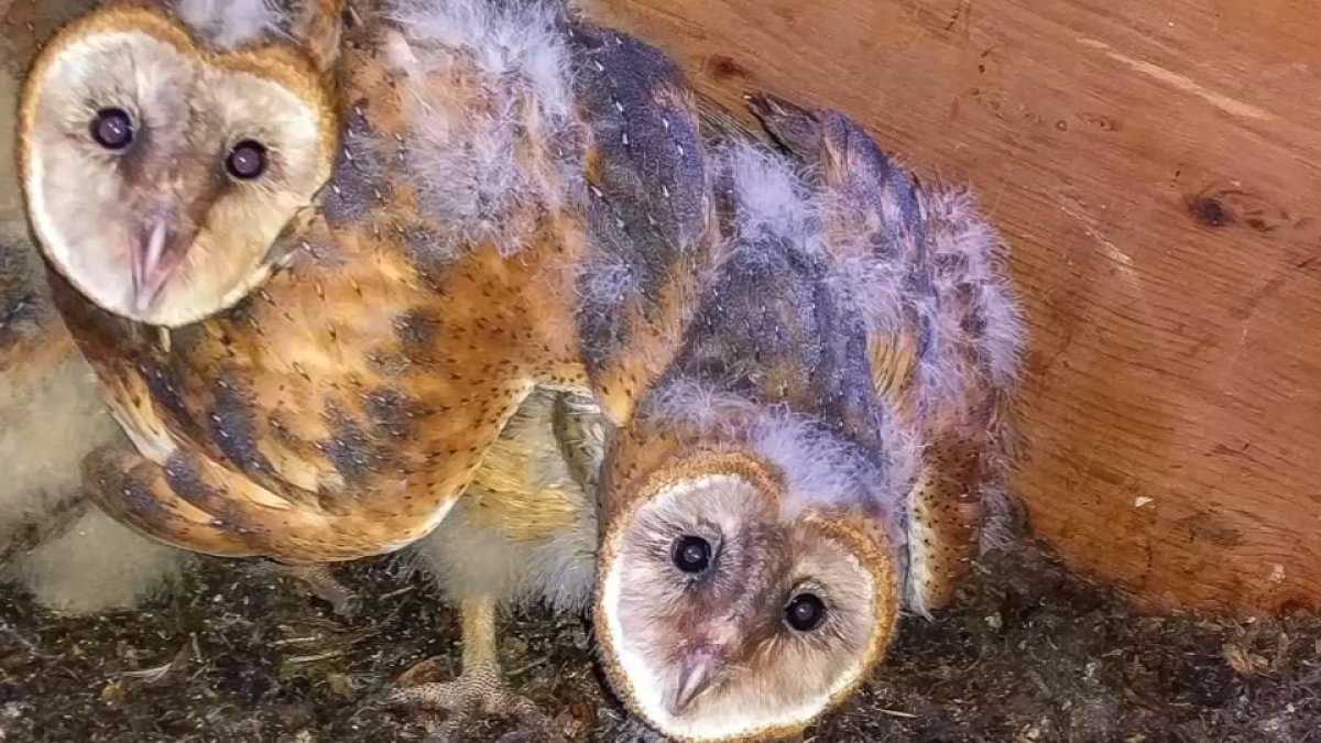 Aptos Woman’s Owl Cam Becomes Educational Resource for Homebound Kids ...