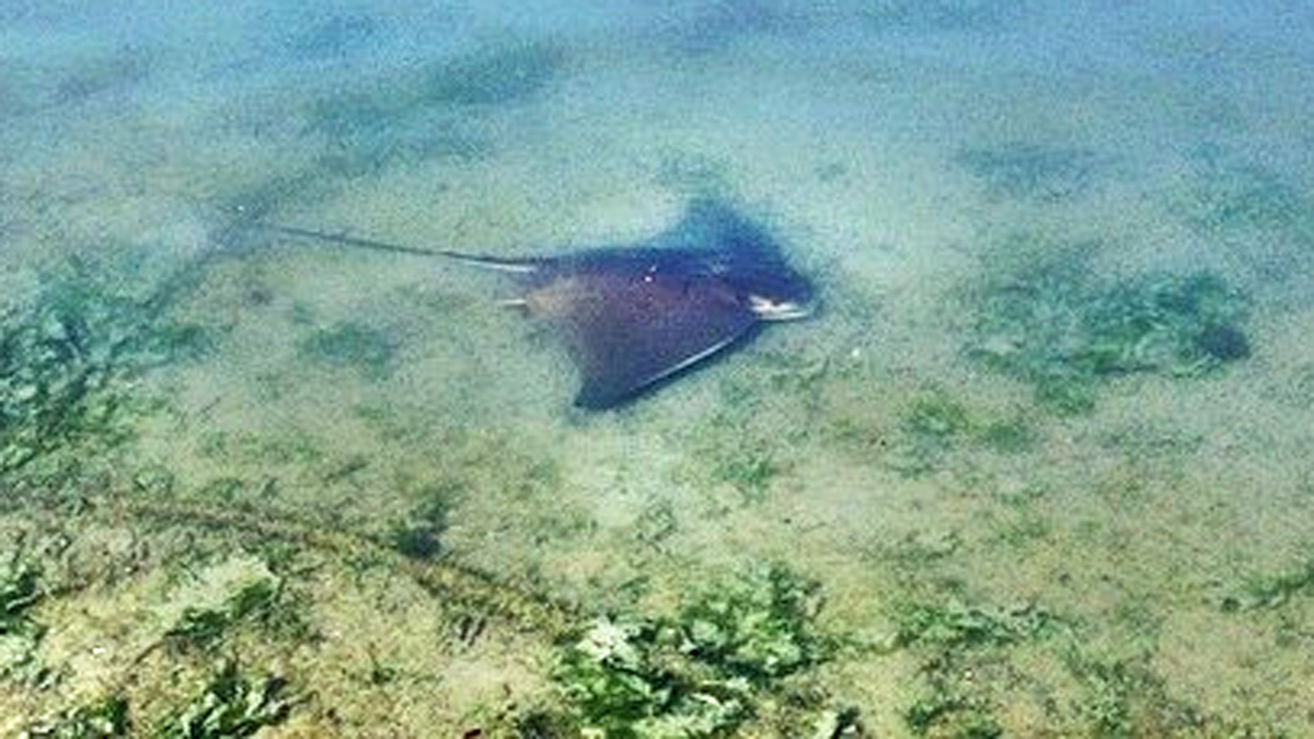 Stingray Spotted Swimming in Oakland’s Lake Merritt – NBC Bay Area