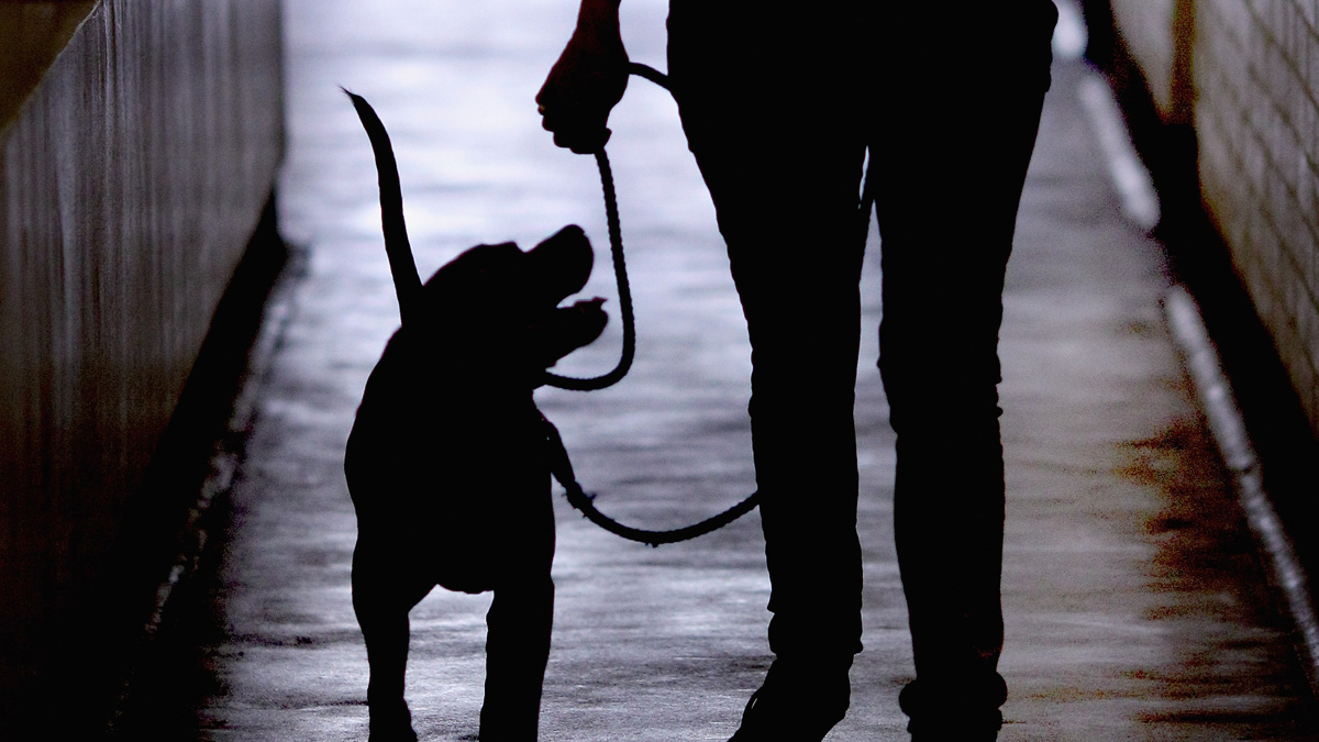 Bay Area Doctor Weighs in on First Human-to-Dog Monkeypox Transmission ...
