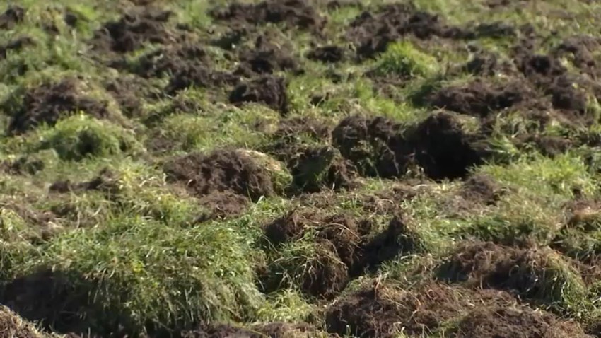 Wild Pigs Tear Up Soccer Fields, Yards in Lafayette – NBC Bay Area
