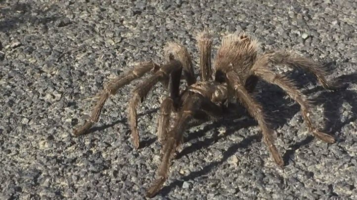 Tarantula Mating Season Invades Stanford Dish – NBC Bay Area