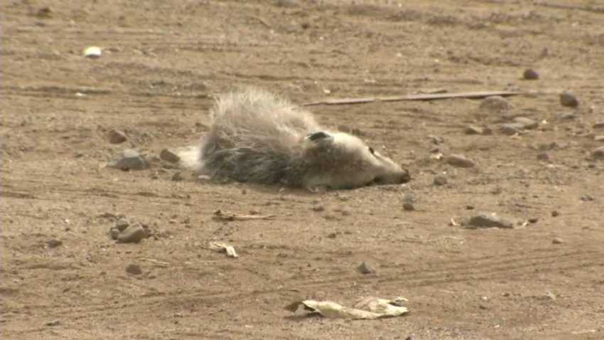 ‘It Smells Like It’s Rotting’: Company Accused of Storing Trucks ...