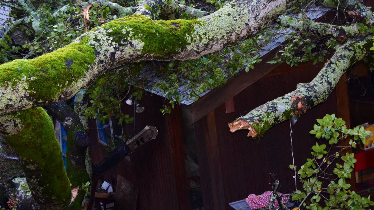 Large Oak Tree Falls on Home Near Redwood City – NBC Bay Area