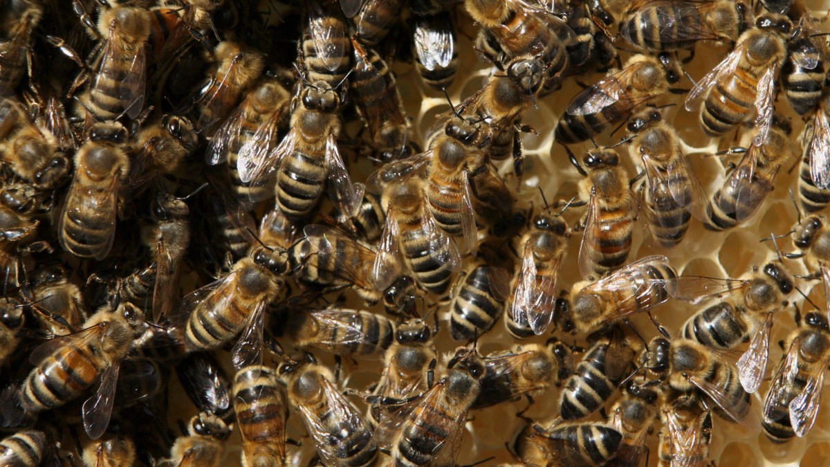 Bee Killer’s Weapon of Choice: Pesticide – NBC Bay Area