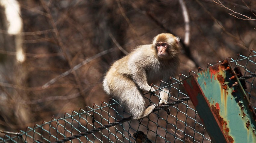 Fukushima Monkeys Show Signs of Radiation Exposure – NBC Bay Area