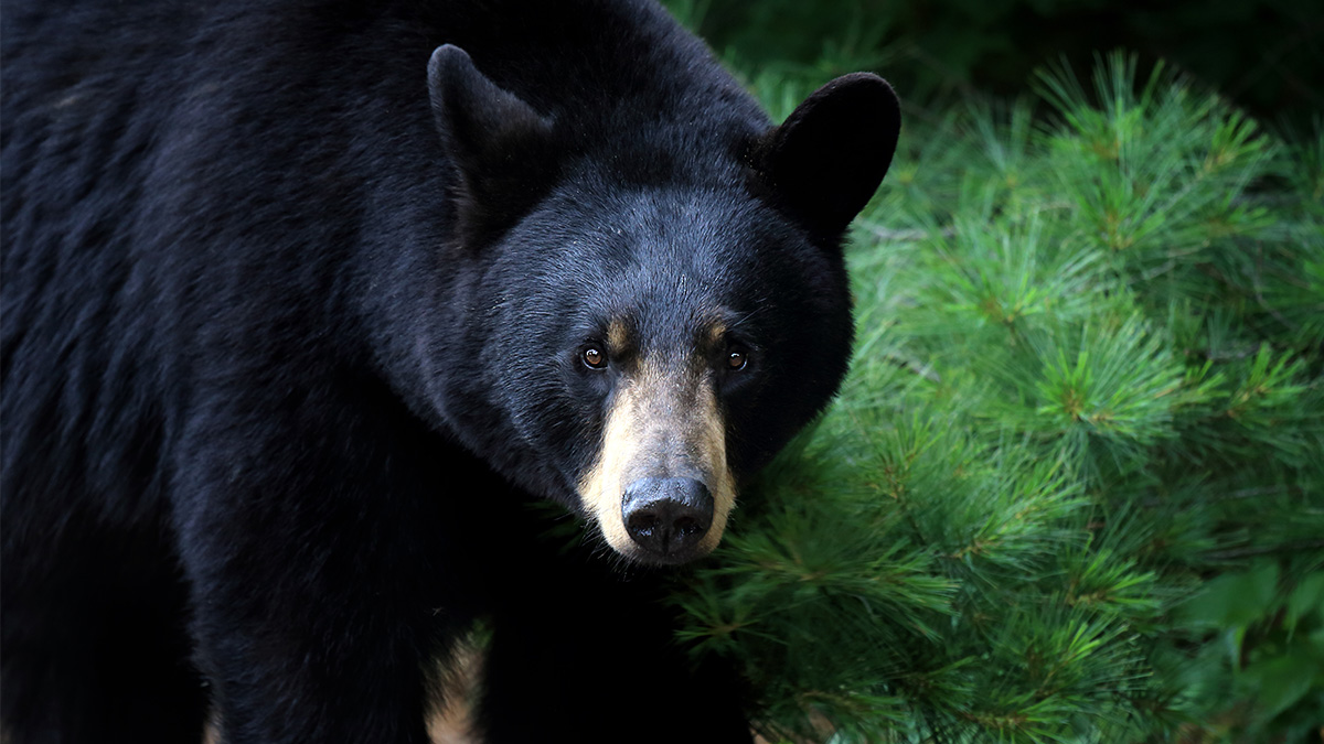 Woman’s death was first fatal black bear attack on a human in ...
