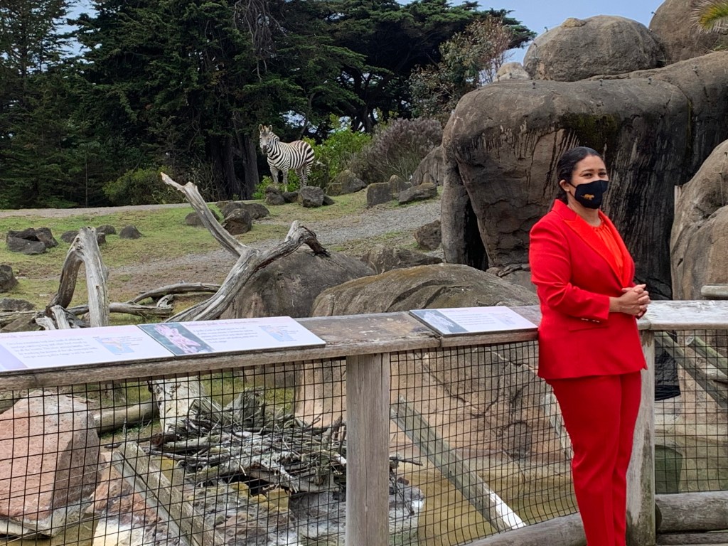 San Francisco Zoo Officials Ready Animals for the Public’s Return – NBC ...