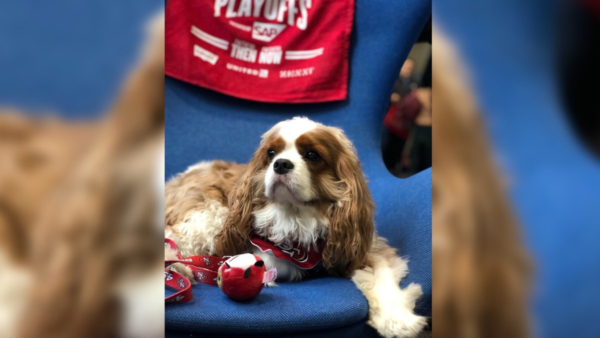 The San Francisco SPCA Will Offer $49 Adoption Fees– As Long as the ...