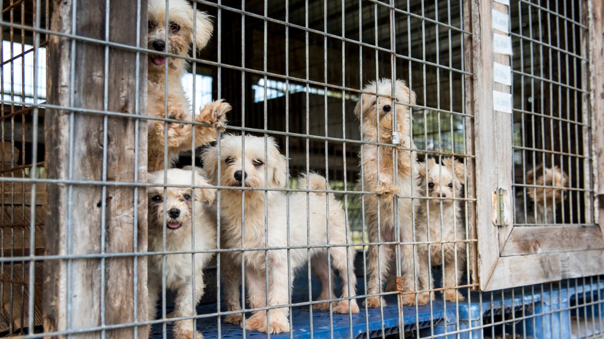 New California animal-protection laws starting in 2026 – NBC Bay Area