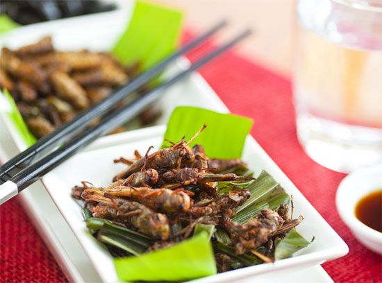 Eating Bugs Can Help Save the Planet – NBC Bay Area