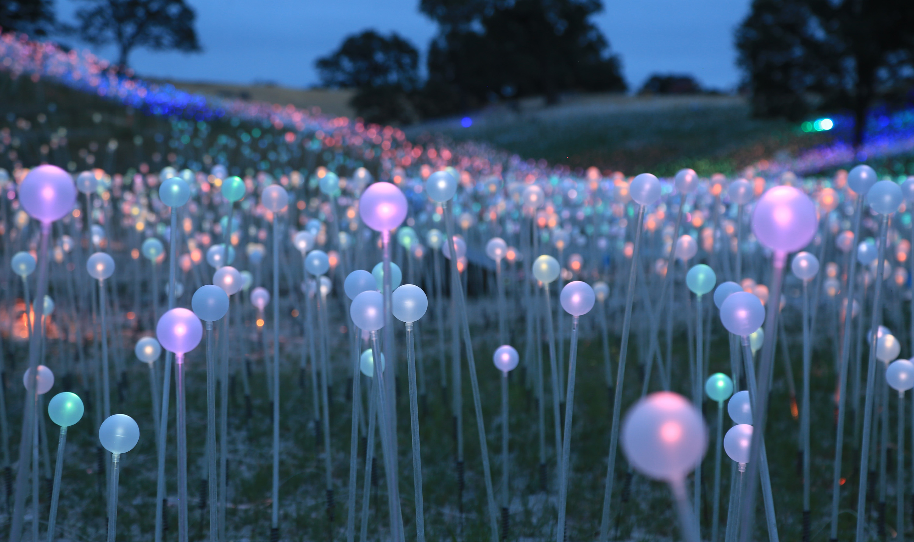 ‘Sensorio’ on the Central Coast to Glow Again – NBC Bay Area