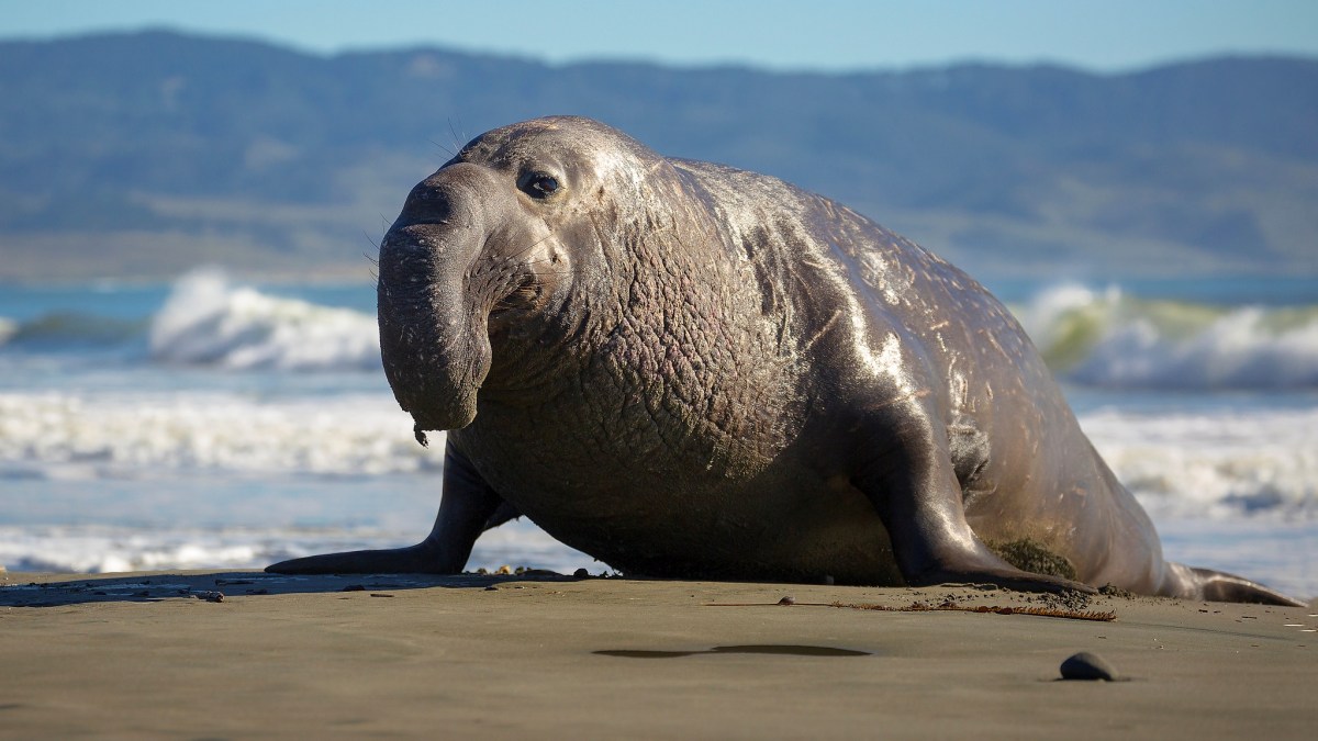 Elephant Seals Steal Our Hearts NBC Bay Area elephant-seals-steal-our-hearts-nbc-bay-area