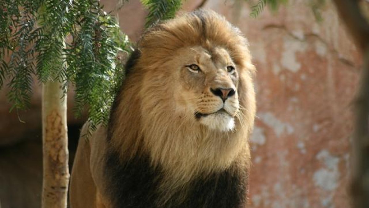 Berkeley company hopes to use AI to decode animal language – NBC Bay Area