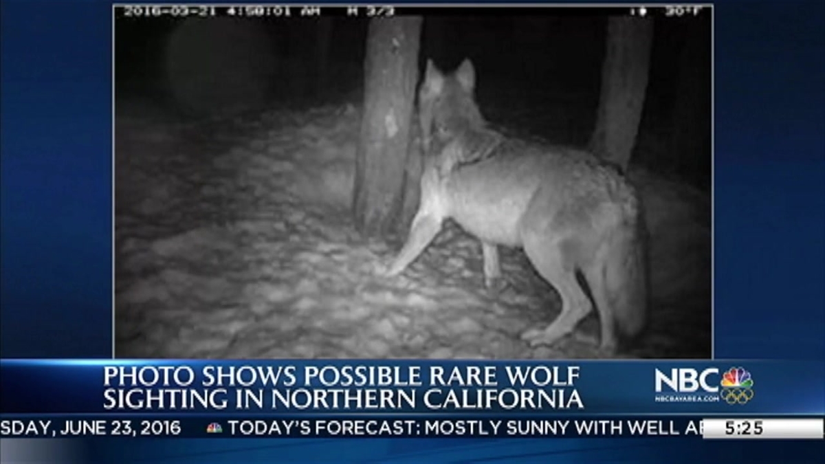 Photo Shows Possible Rare Gray Wolf Sighting in Northern California ...