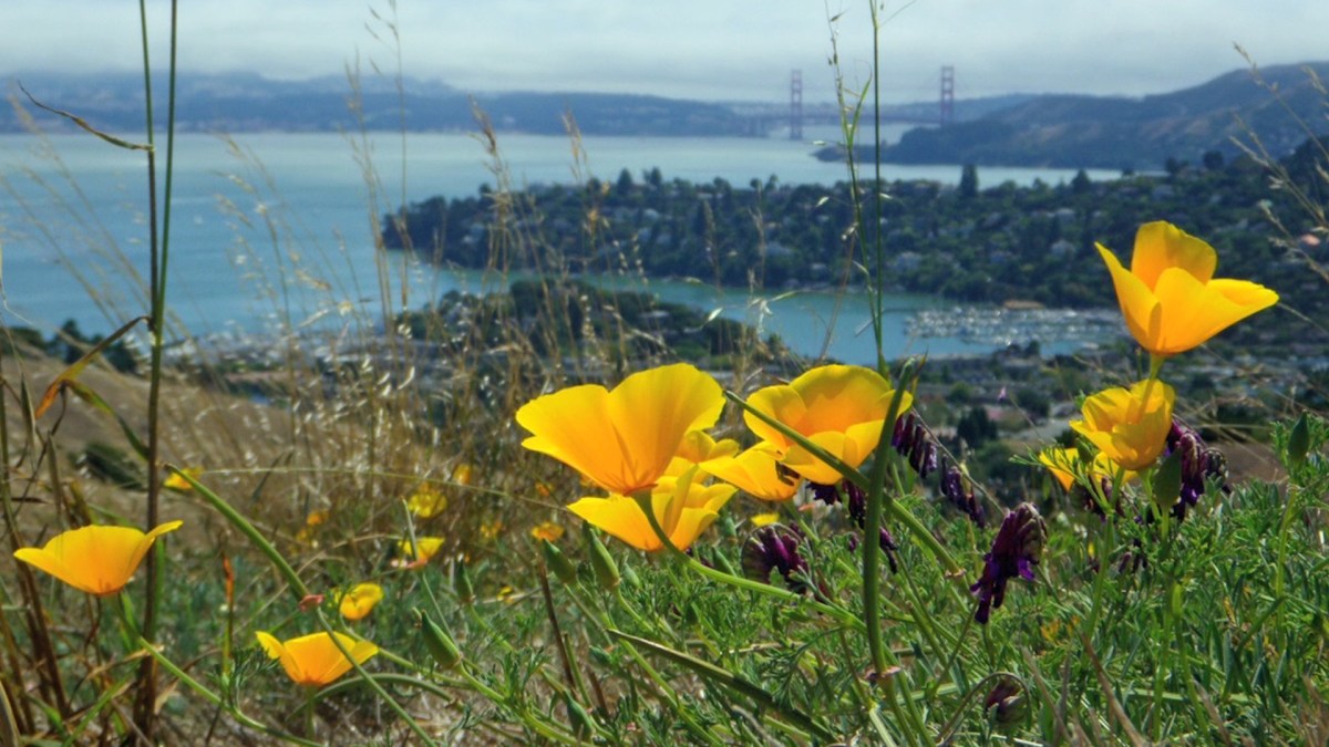 Marin County Parks – NBC Bay Area