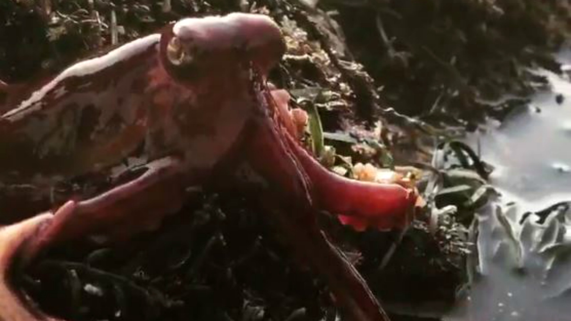 Sneaky Octopus Spotted Slinking Around Peninsula Tide Pools – NBC Bay Area
