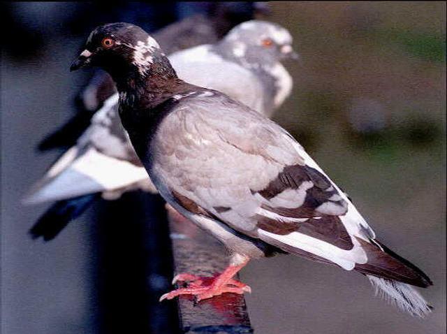 SF Warns Residents About Fat, Lazy Pigeons – NBC Bay Area