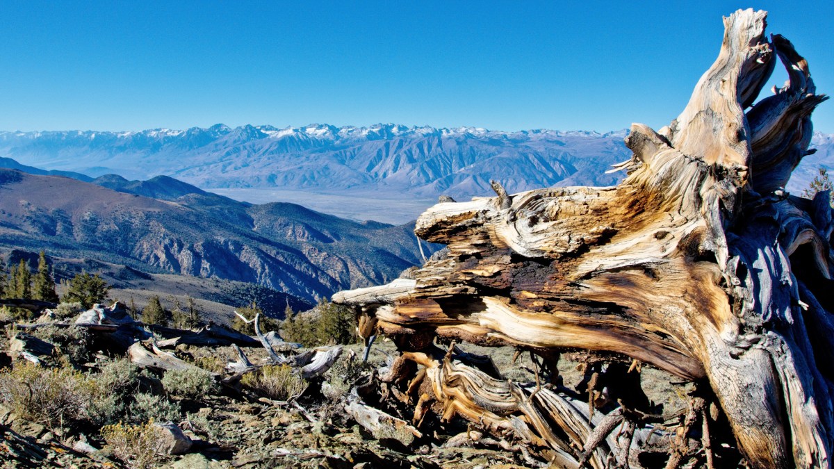 UC Natural Reserve System – NBC Bay Area