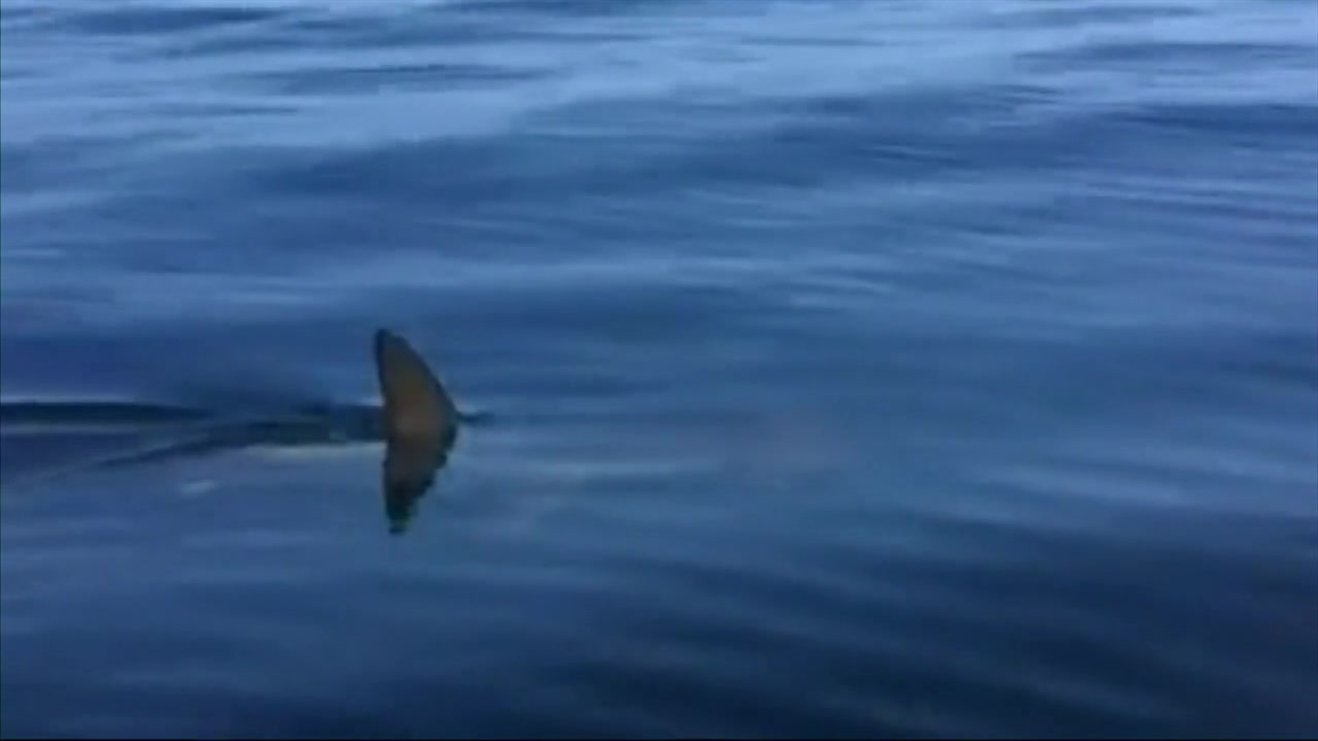 Bay Area teen makes impact on helping marine life – NBC Bay Area