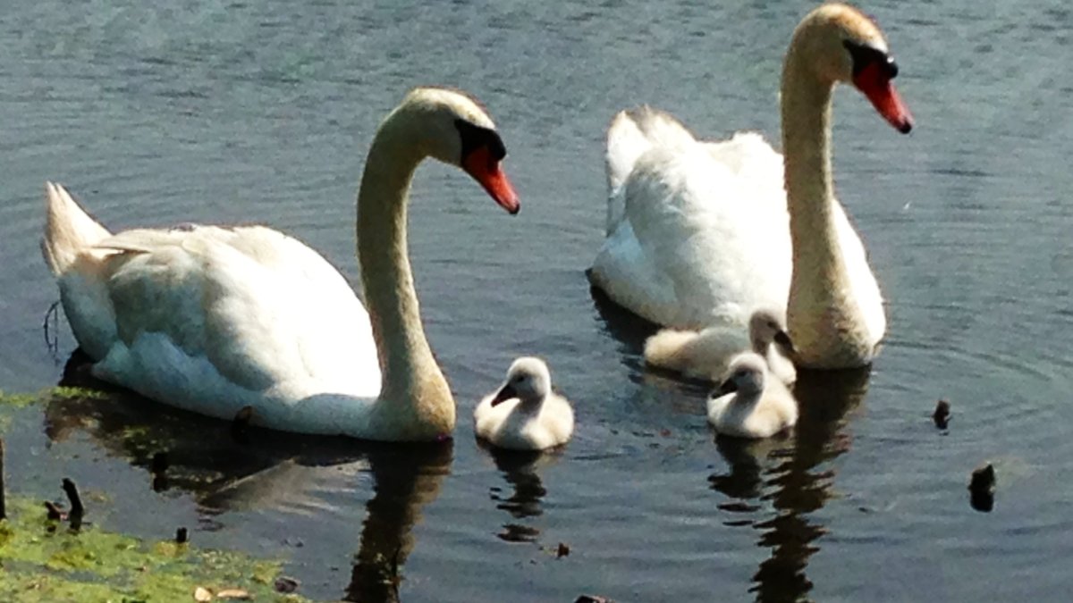 People Step Up to Help Swans in SF’s Palace of Fine Arts – NBC Bay Area
