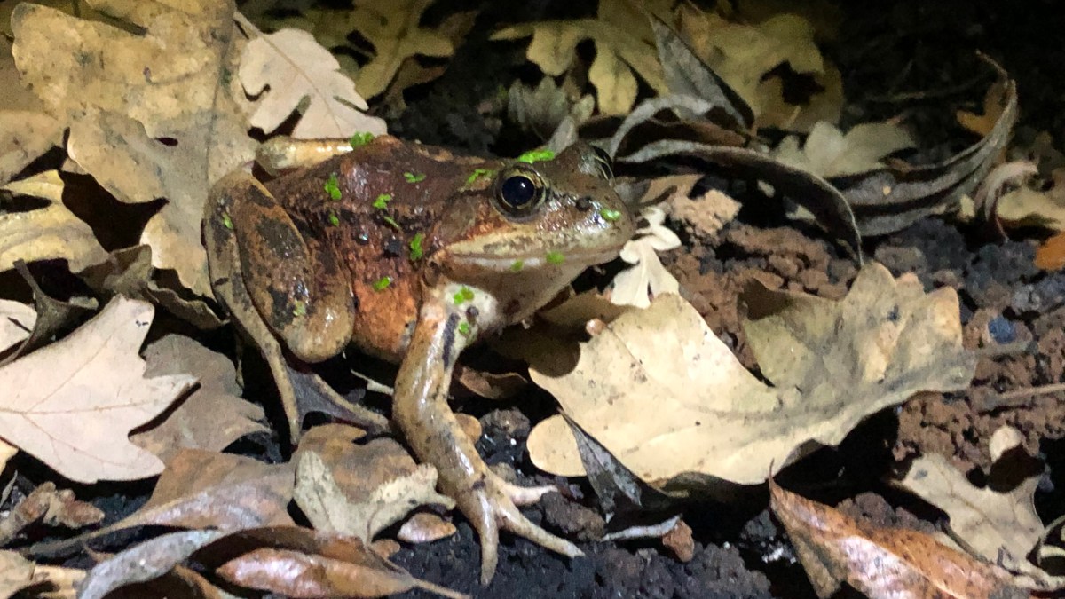 California Red-Legged Frogs Were Thriving, Then the Woolsey Fire ...