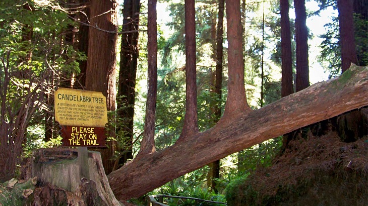 The Mysterious and Magnificent Candelabra Tree – NBC Bay Area