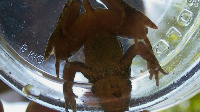 Coastal Tailed Frog Is Proud of Its Tadpole – NBC Bay Area
