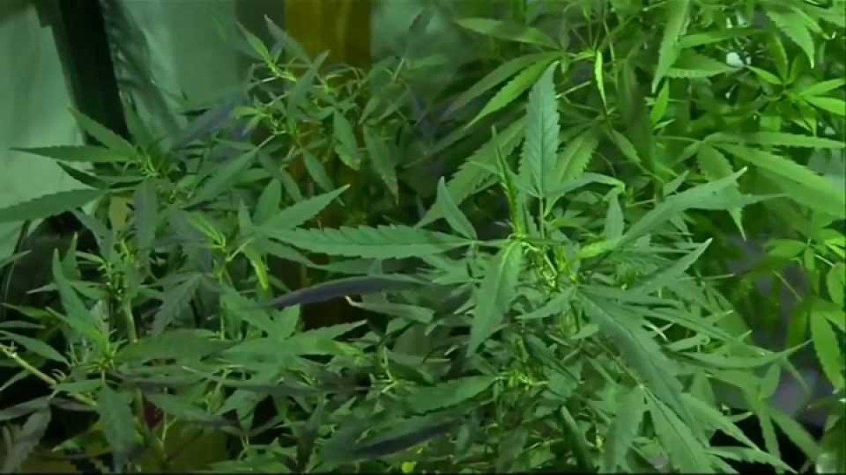 22 suspects charged in $1 million worth of California marijuana ...