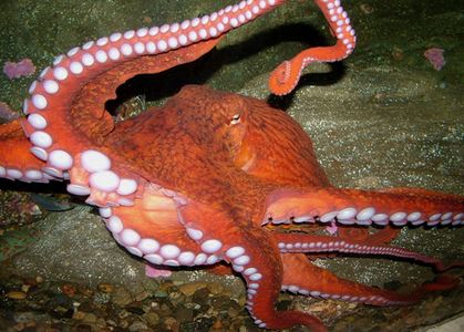WATCH: Giant Octopus Tries to Climb Out of Tank at Seattle Aquarium ...