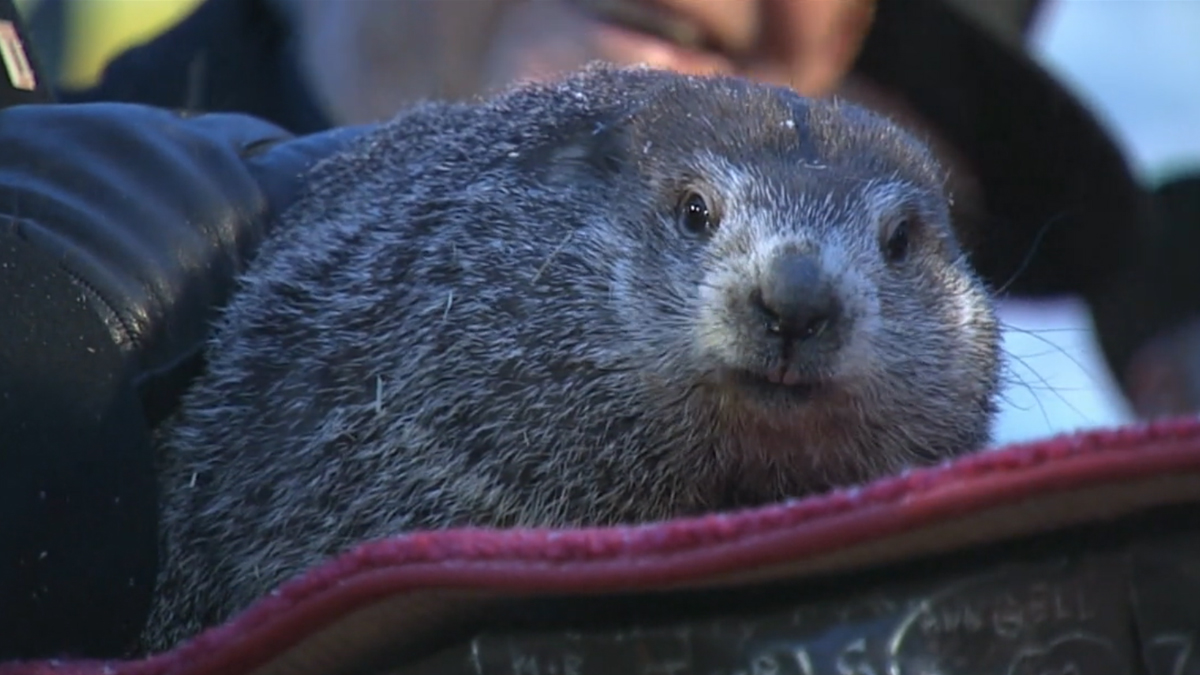 Pennsylvania Groundhog Declares Early Spring ‘a Certainty’ – NBC Bay Area