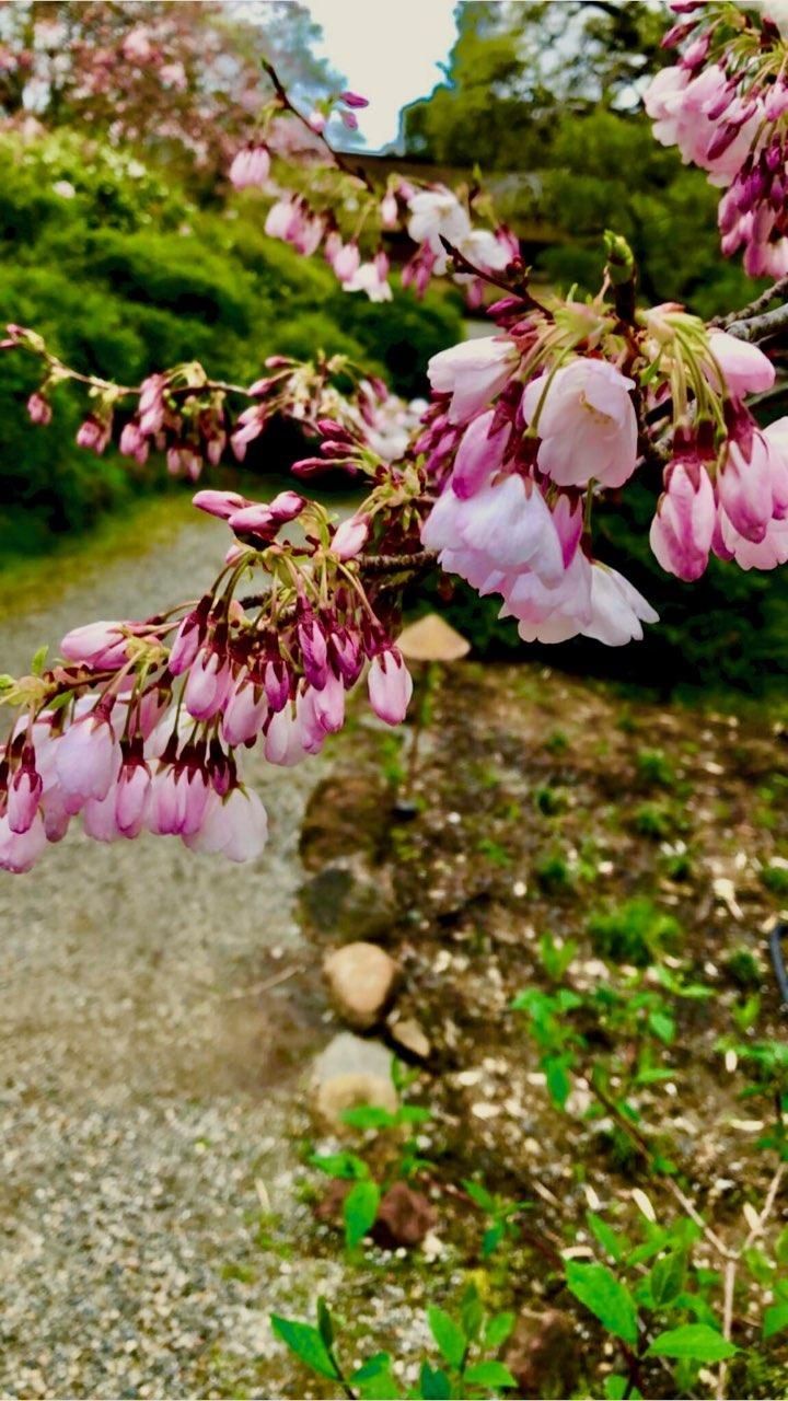 Cherishing the Cheerful Cherry Blossoms of Hakone – NBC Bay Area