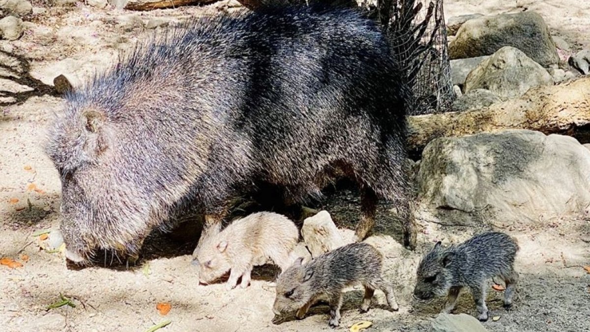 Pocket-Sized Peccaries Make Their Desert Debut – NBC Bay Area
