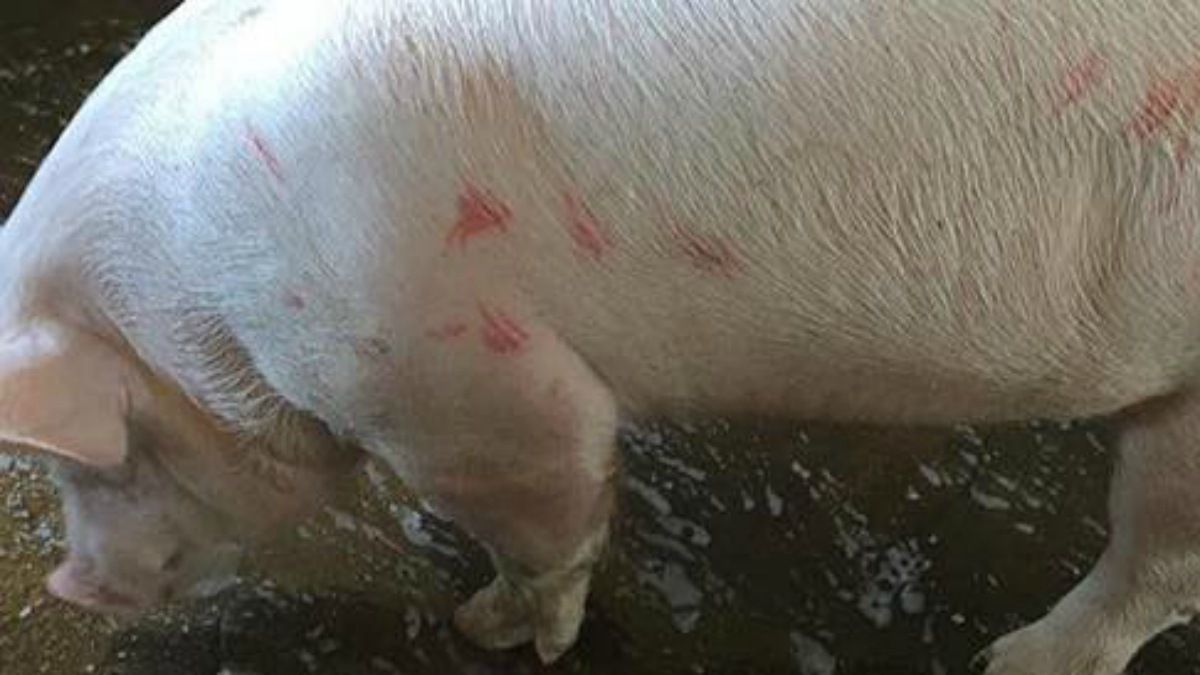 15 Pigs Injured After Being Let Out of Morgan Hill Farm – NBC Bay Area
