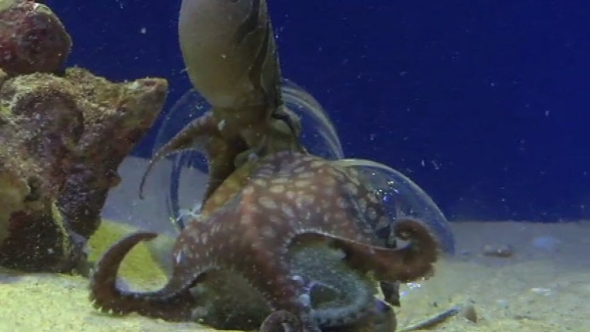 Rare Octopus on Display at SF Museum – NBC Bay Area