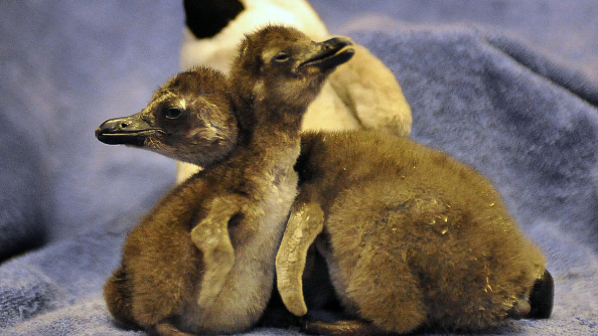 African Penguin Chicks Born at Monterey Bay Aquarium – NBC Bay Area