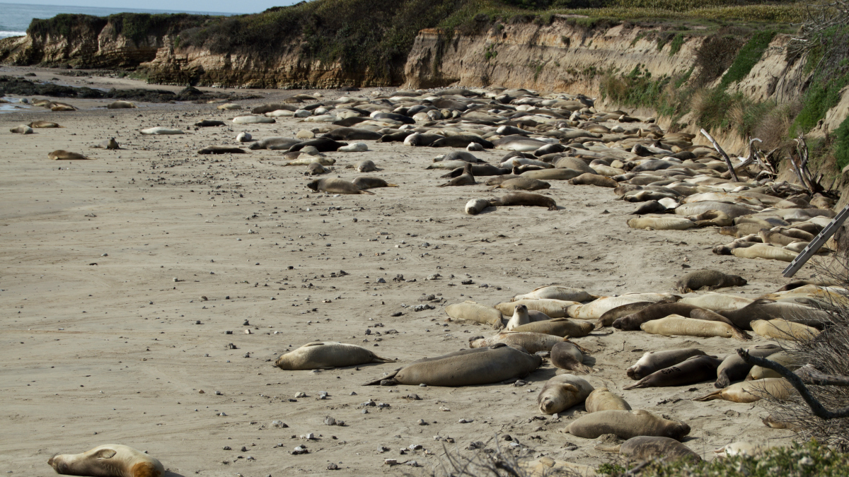 Año Nuevo Prepares for Annual Seal Mating Migration – NBC Bay Area