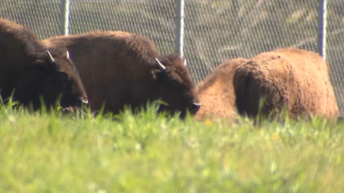 5 Young Bison Join San Francisco’s Golden Gate Park – NBC Bay Area