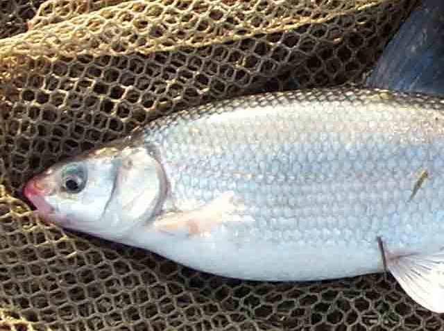 Splittail Rejected as Endangered – NBC Bay Area