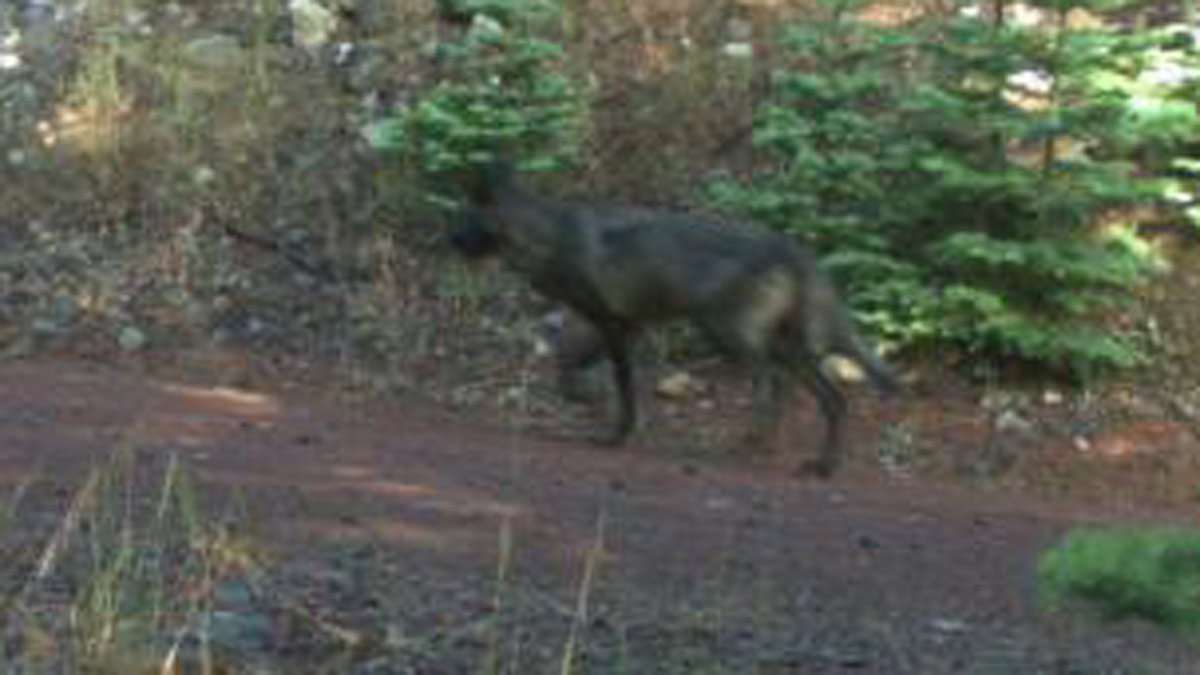 Rare Gray Wolf Sighting in Remote Part of Northern California – NBC Bay ...
