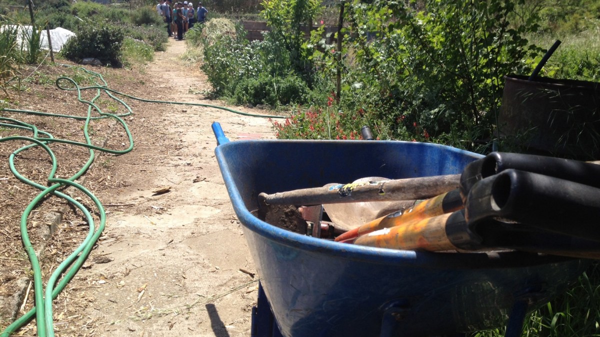 Alemany Farm is San Francisco’s Urban Farming Oasis – NBC Bay Area