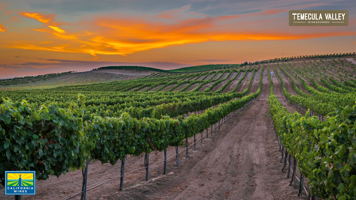 Your Next Zoom Background: California Wine Country – NBC Bay Area
