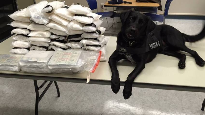 “Zeus,” the Mountain View Police Dog Sniffs Out 50 Pounds of Meth – NBC ...