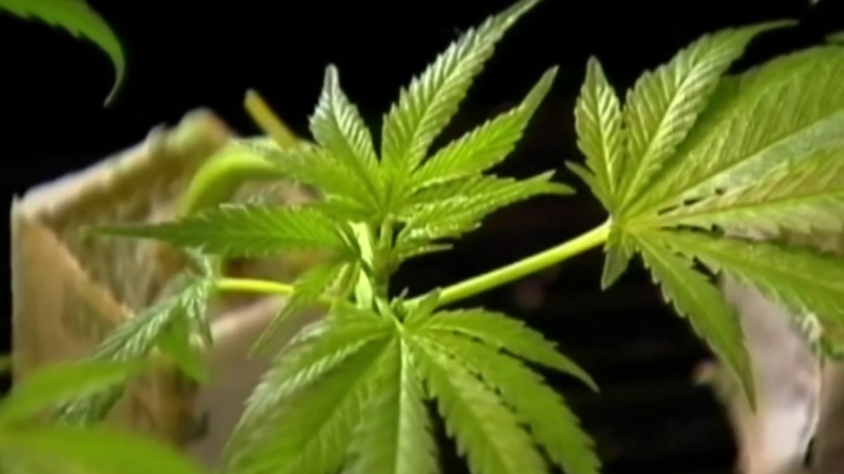 California Blaze Threatens ‘Emerald Triangle’ Marijuana Zone – NBC Bay Area