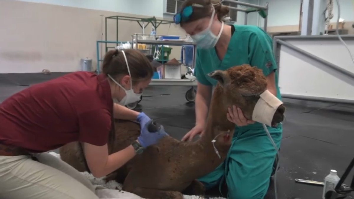 Meet the UC Davis Team Rescuing Animals From Wildfires – NBC Bay Area