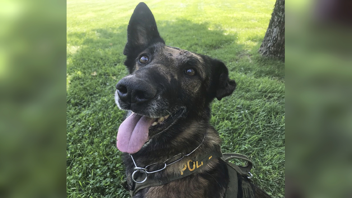 US Forest Service Police Dog Survives Second Stabbing Attack – NBC Bay Area