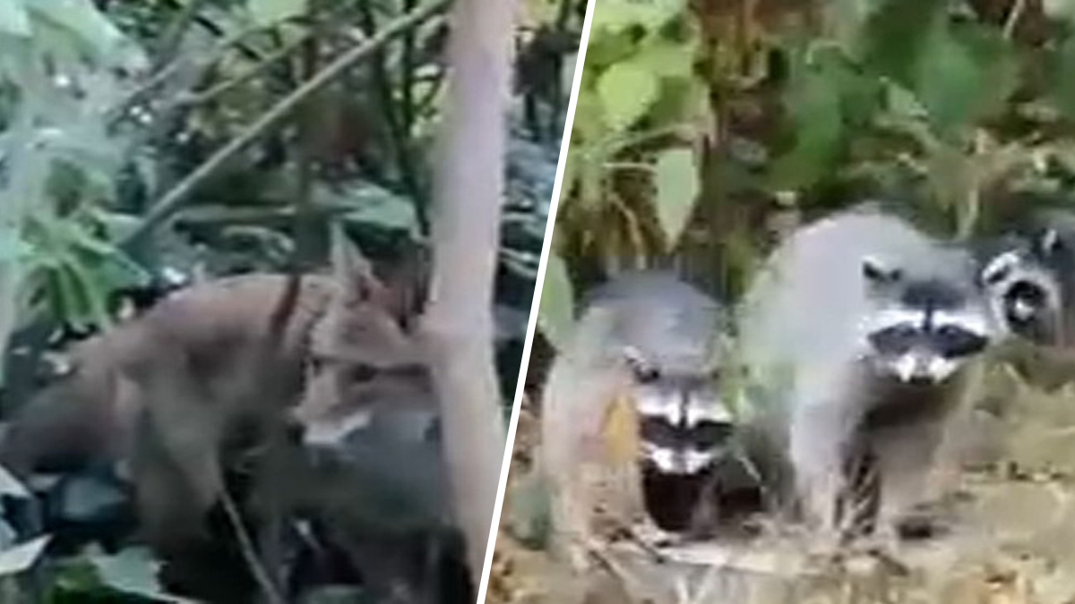 Father and Son Come Across Several Raccoons, Coyote in Golden Gate Park ...