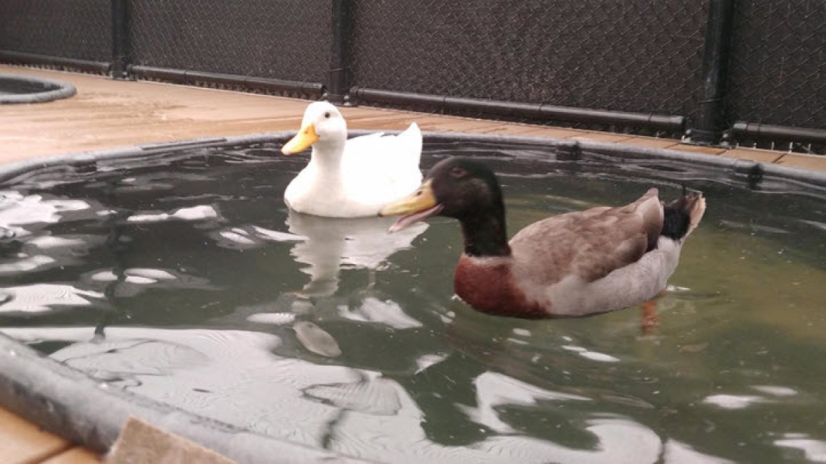 Two Pet Ducks That Survived Santa Cruz Mountains Fire Up for Adoption ...