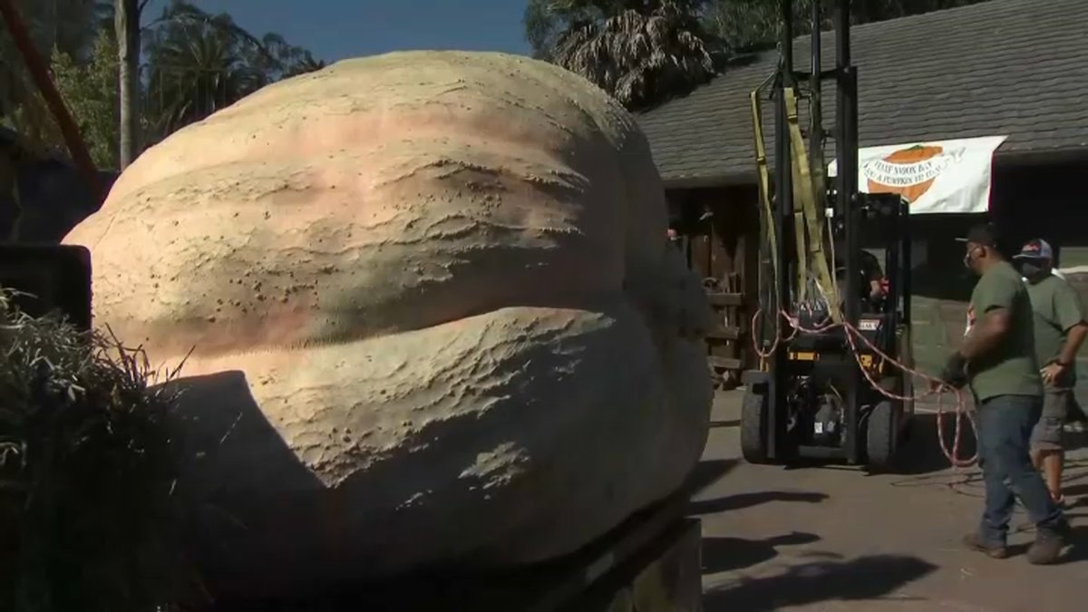 2,350-Pound Pumpkin Wins Annual Weigh-Off Contest – NBC Bay Area