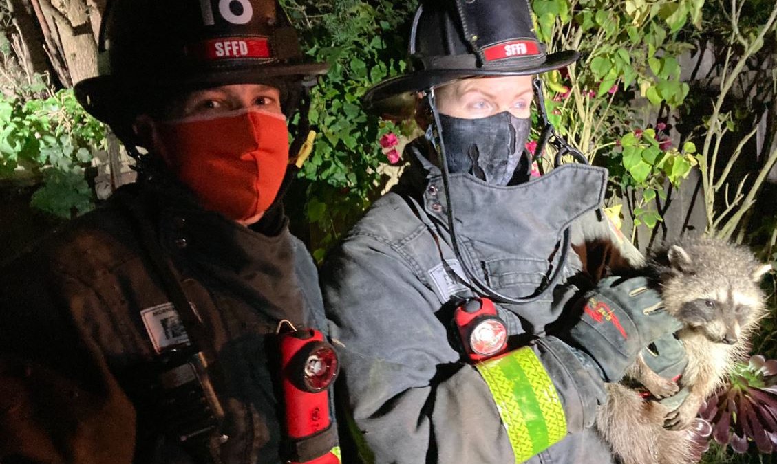 SF Firefighters Rescue Baby Racoon Wedged in Tree, Name It ‘Freedom ...